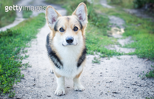 Morning. Fog. Dog breed Welsh corgi pembroke for a walk in the ...