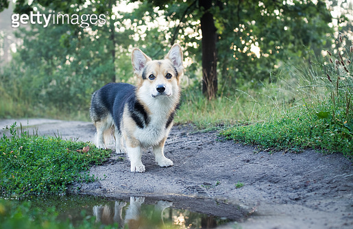 Morning. Fog. Dog breed Welsh corgi pembroke for a walk in the ...