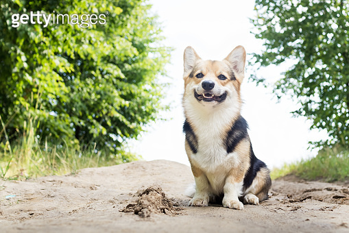 Morning. Fog. Dog breed Welsh corgi pembroke for a walk in the ...