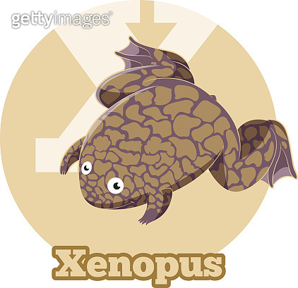 ABC Cartoon Xenopus 이미지 (849939166) - 게티이미지뱅크