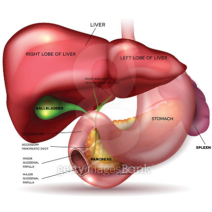 Liver, stomach, pancreas, gallbladder and spleen detailed anatomy ...