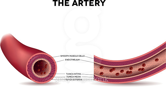 Healthy artery anatomy, artery layers detailed illustration (650222780 ...