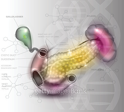 Pancreas anatomy illustration on an abstract scientific background 이미지 ...