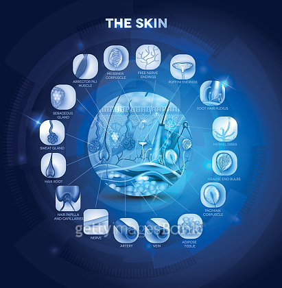 Skin anatomy structure in the round shape (650386812) 일러스트, 무료 일러스트 ...