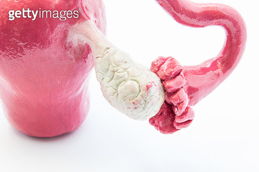 Anatomical 3D model of the ovaries, fallopian tube and uterus close up ...