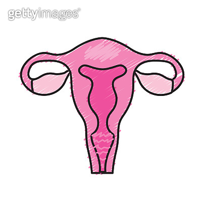 fallopian tubes with uterus to human anatomy 이미지 (836361714) - 게티이미지뱅크