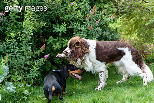 Two dogs playing rough in grass 이미지 (841260694) - 게티이미지뱅크