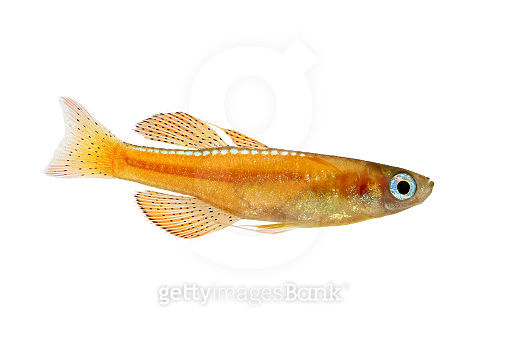 paskai paska's blue-eye rainbowfish - pseudomugil paskai aquarium fish ...