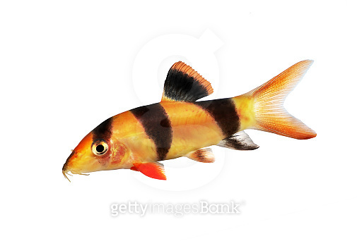 Clown loach tiger botia catfish Botia macracanthus aquarium fish ...