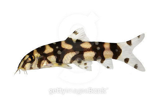 Burmese border loach catfish polka dot loach Botia kubotai aquarium ...