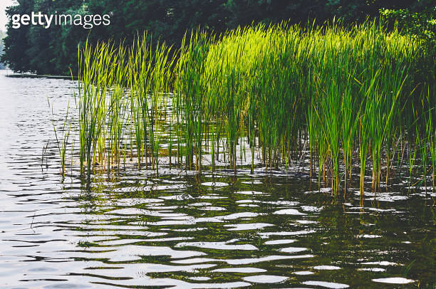 Landscape, reed plant trees ripple surface water 이미지 (880450278) - 게티이미지뱅크