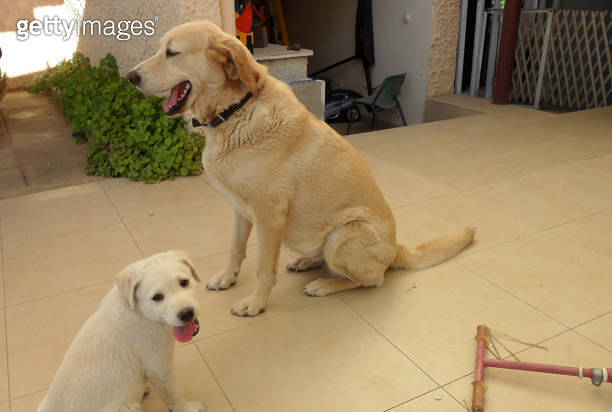 Two Yellow Labrador Dogs (699857438) - 게티이미지뱅크