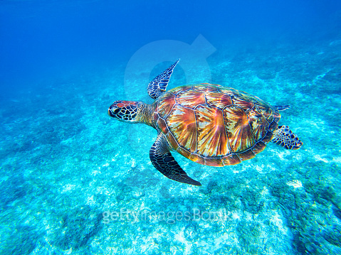 Green sea turtle in sea water. Cute sea turtle closeup. Marine species ...