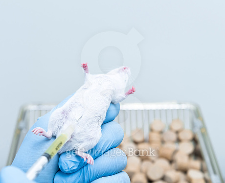 Intraperitoneal injection into the experimental mouse (657851566) - 게티이미지뱅크