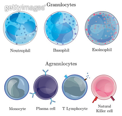 Immune cell army is the immune system that protects human body against ...