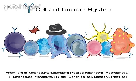 Immune cell army is the immune system that protects human body against ...