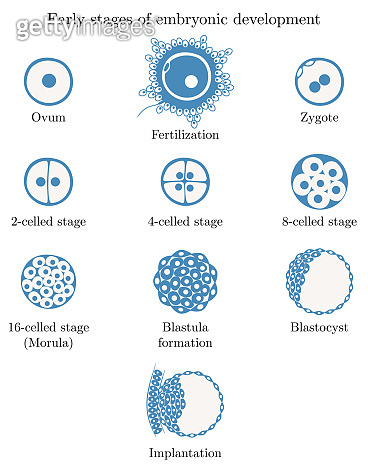 Human embryonic development showing stages from egg and fertilization ...