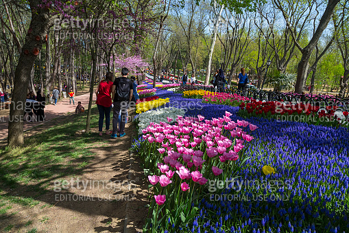 Traditional Tulip Festival in Emirgan Park, a historical urban park ...