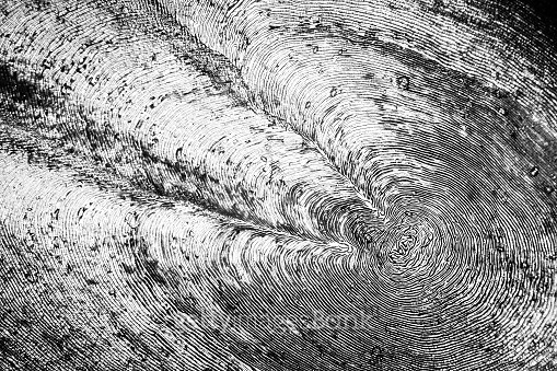 Pike scale microscopic view 이미지 (637858786) - 게티이미지뱅크