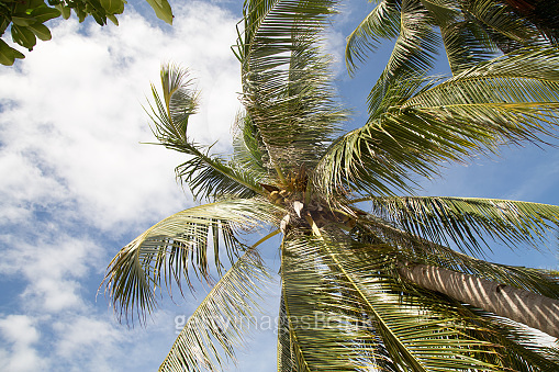 A coconut tree on Panglao Island, Bohol, Philippines 이미지 (860321564 ...