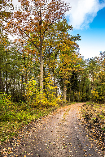 Road in the forest in autumn, scenic landscape with colorful trees in ...