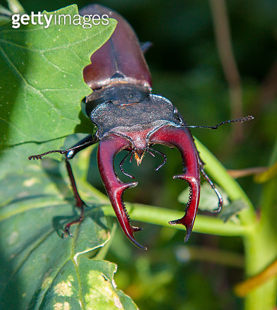 Male Stag Beetle also called pinching bug at nature (821811880) - 게티이미지뱅크