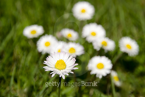 Detailed view of clean blooming daisy on a meadow in blurred, green ...