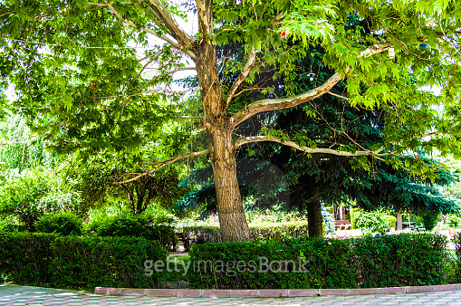 Various tree landscape paintings glowing and blooming in spring, giant ...