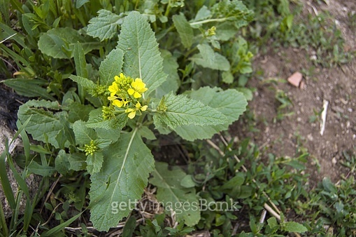 Sinapis arvensis plant used in alternative medicine field 이미지 ...