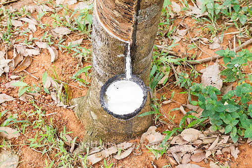 Natural rubber latex dripping from rubber tree 이미지 (680068884) - 게티이미지뱅크