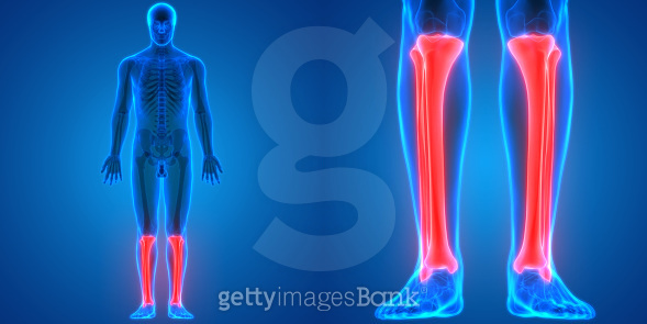 Human Body Bone Joint Pains Anatomy (Tibia and Fibula Bones) 이미지 ...