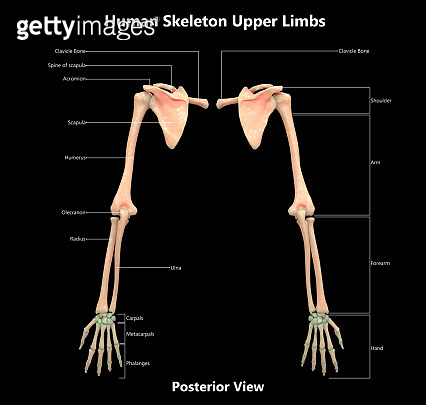 Human Skeleton System Detailed Labels Anatomy (Upper Limbs) Posterior ...