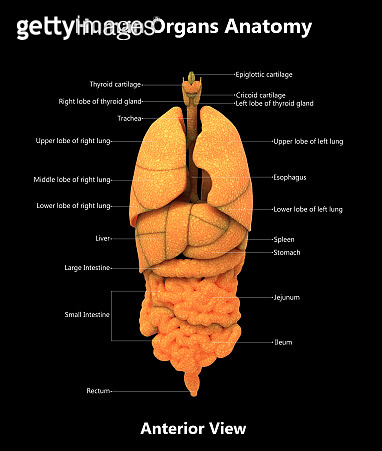 Human Body Organs Detailed Labels Anatomy (Anterior View) (885121556 ...