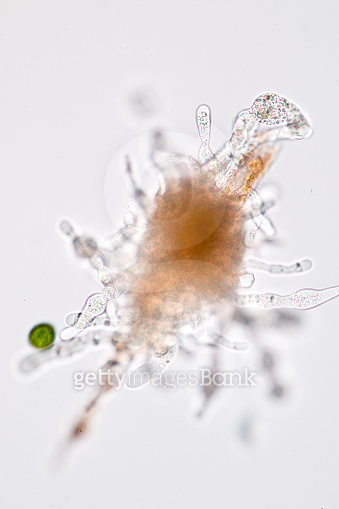 Amoebae move and feed by using pseudopods, which are bulges of ...