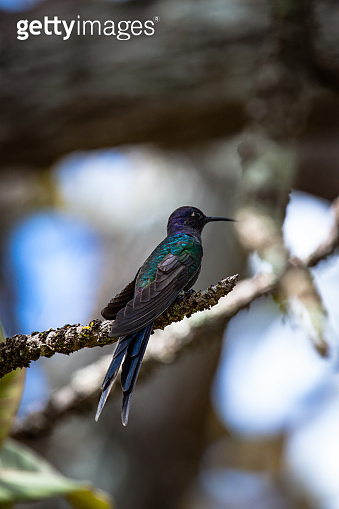 The swallow-tailed hummingbird (Eupetomena macroura). Wildlife scene ...