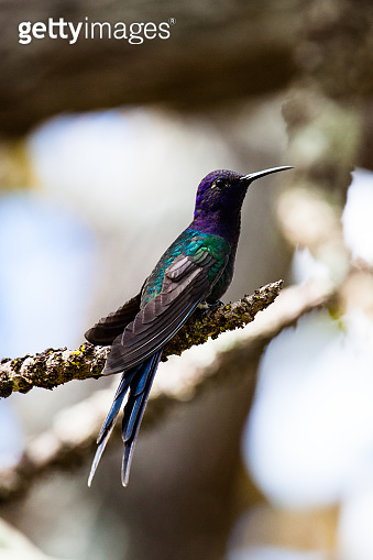 The swallow-tailed hummingbird (Eupetomena macroura). Wildlife scene ...