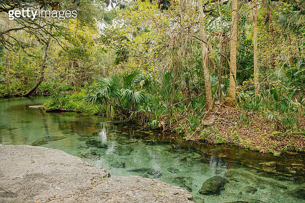Orlando Florida Fresh Water Spring Nature Background Landscape ...