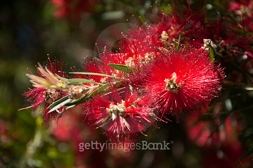 red Australian native bottlebrush flowers 이미지 (866954988) - 게티이미지뱅크