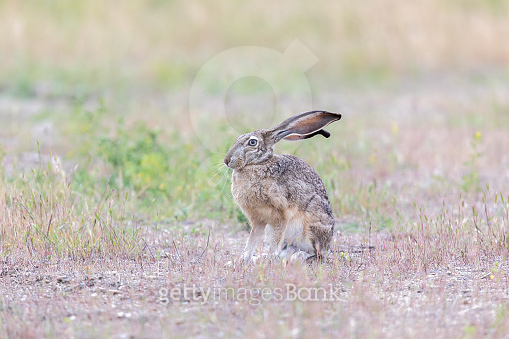 Alert Black-tailed Jackrabbit (Lepus californicus). (676860634) - 게티이미지뱅크