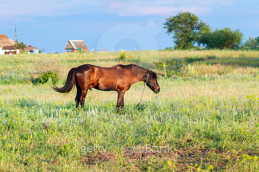 Brown horse grazing on a leash, horse in the field at the eveningBrown ...