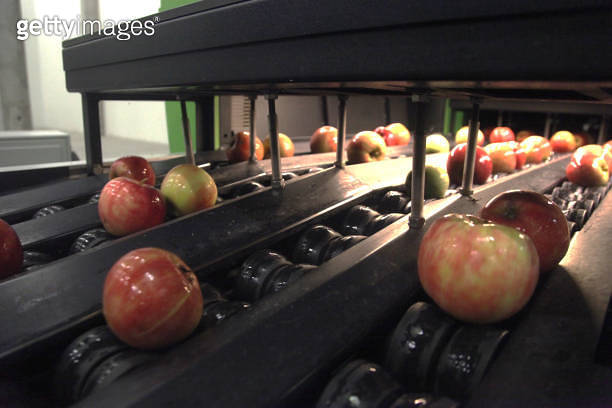Ripe apples being processed and transported for packing 이미지 (660792196 ...