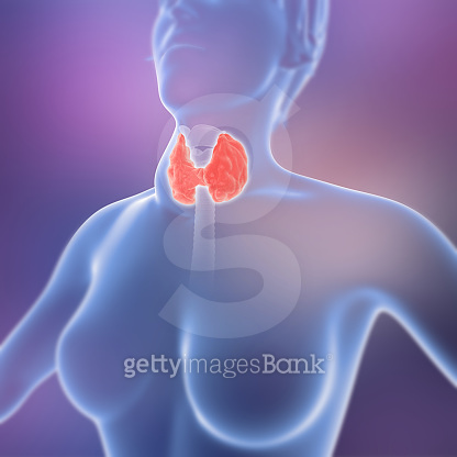 3D Render of thyroid glands and goiter in the human female body 이미지 ...
