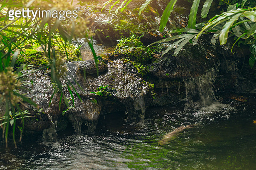 small waterfall in rainforest with water swamp green garden nature 이미지 ...