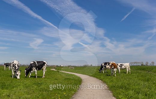 Bicycle path through farmland with cows in the Netherlands 이미지 ...