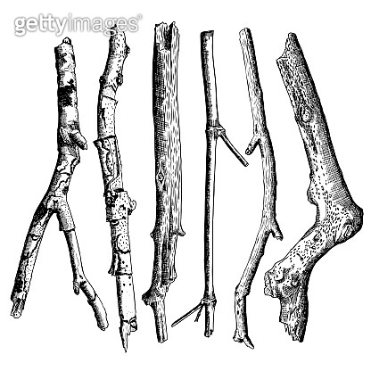 Set of detailed and precise ink drawing of wood twigs, forest ...