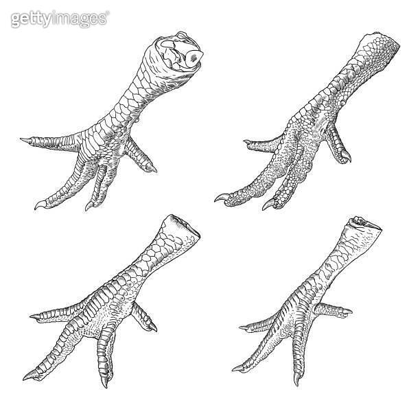 Set of chicken, rooster, turkey feet. Hand drawing and colored ...