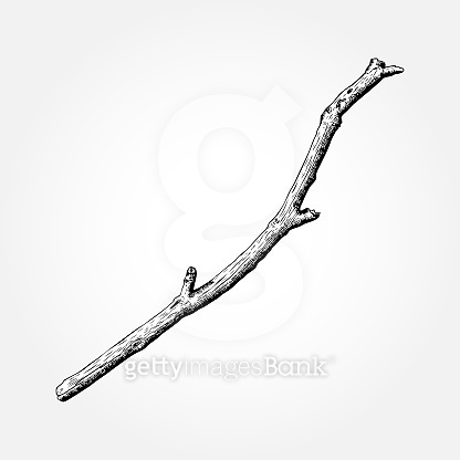 Detailed and precise ink drawing wood twig, isolated on white forest ...