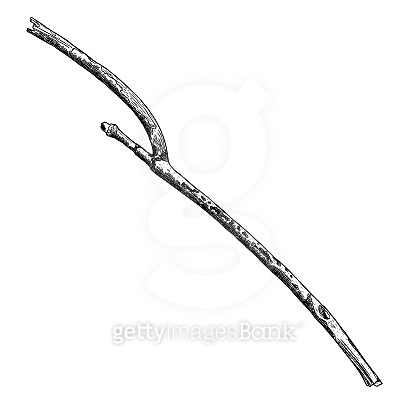 Detailed and precise ink drawing wood twig, isolated on white forest ...