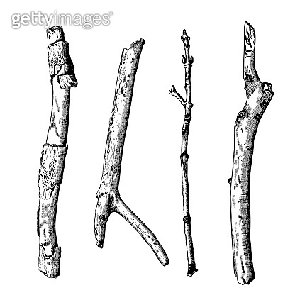 Hand drawn wood twig set, ink rustic design elements collection. Dry ...