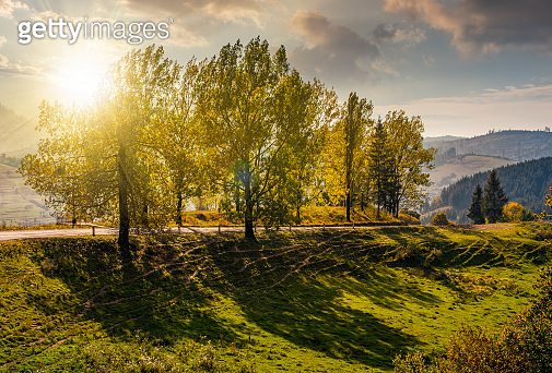 range of poplar trees by the road on hillside at sunset (826662002 ...